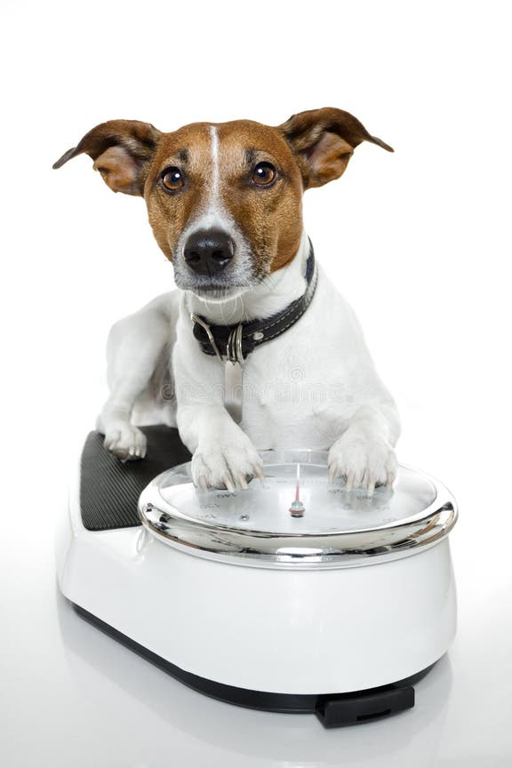 Dog scale stock image. Image of jack, horizontal, calorie - 23515961