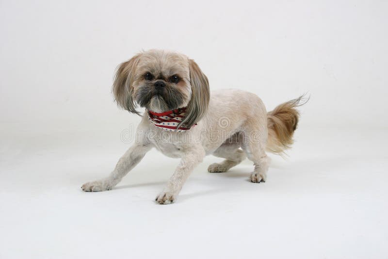 Dog Scared stock image. Image of cautious, obey, white - 503271