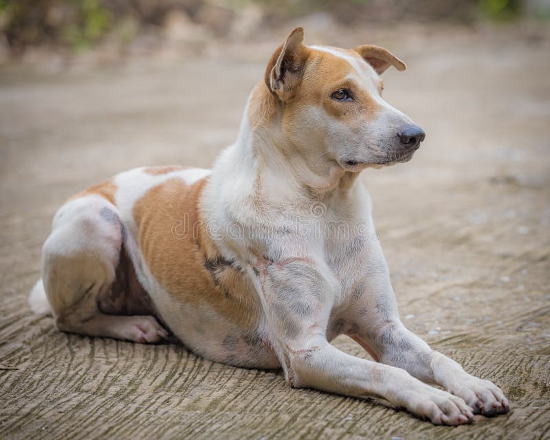 Dog stock image. Image of standing, playful, animal, training - 72798199