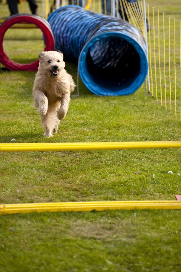 Dog Agility stock photo. Image of affectionate, doggy - 31629262