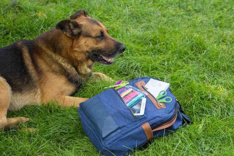Dog with a School Bag,the Dog Sits on a Grass with a Full School Bag ...