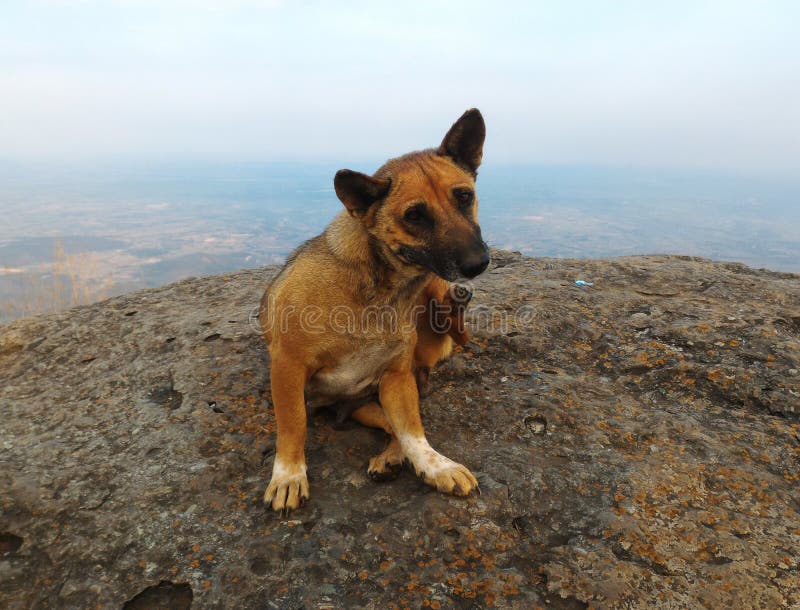 Dog scratching stock photo. Image of outdoor, cute, wallpaper - 86748244
