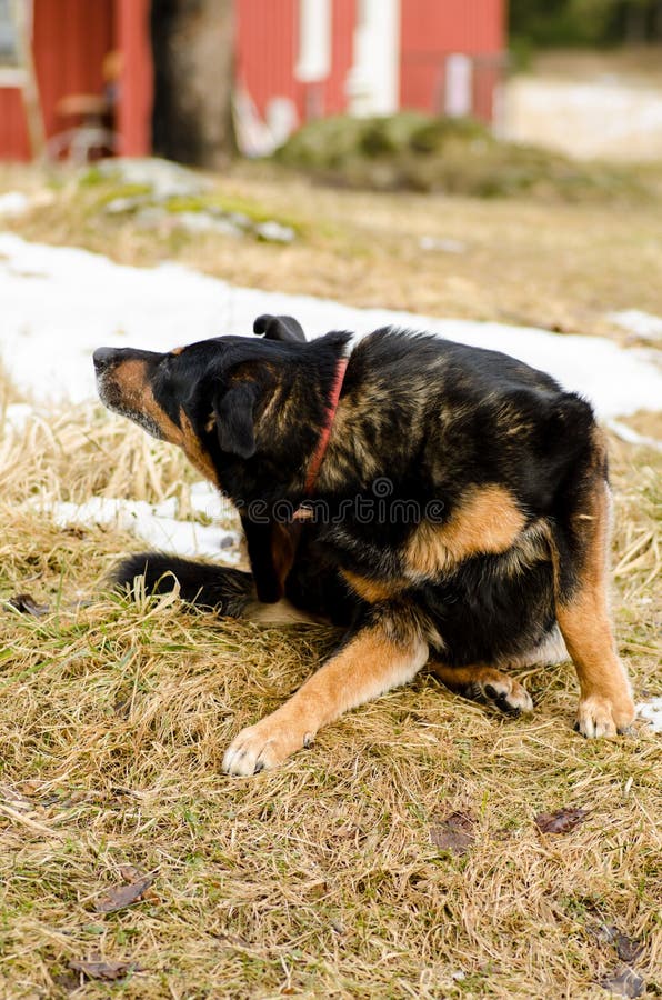 Dog scratching stock image. Image of watching, wide, female - 39319079