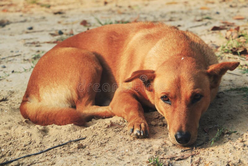 The Dog is Scratching on Grass Background. Stock Photo - Image of lawn ...