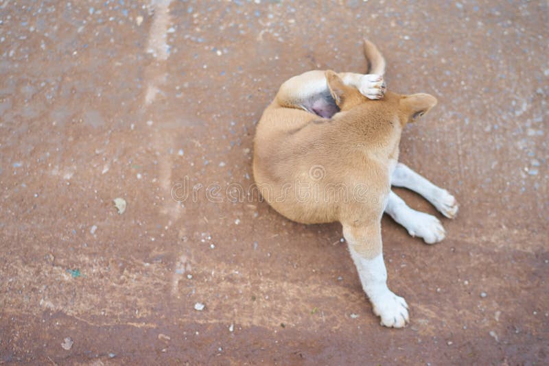 Dog scratching stock image. Image of itchy, puppy, domestic - 86670849