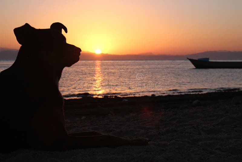 Dog, sea, sunrise stock photo. Image of color, seascape - 64336508