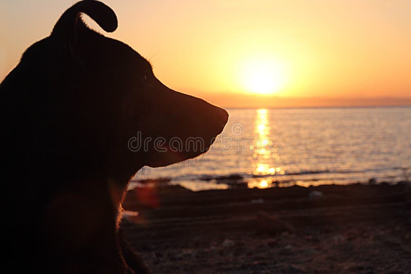 Dog, sea, sunrise stock image. Image of sunlight, seascape - 64336573