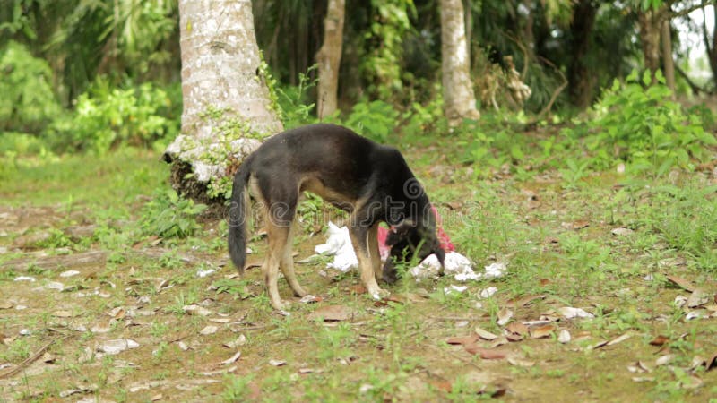 Dog Searching for Some Food on the Grass Outdoors Stock Footage - Video ...