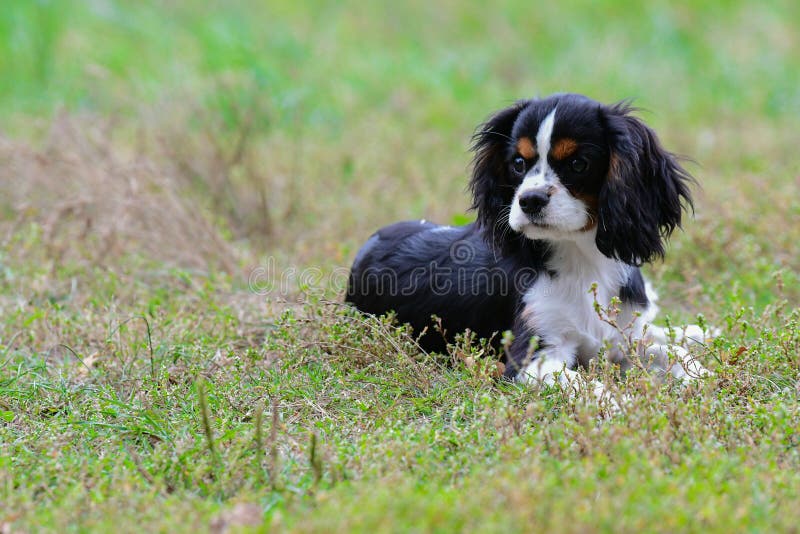 Watchful dog stock photo. Image of green, nature, black - 174129566