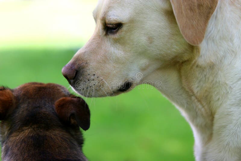 Dog Secrets stock image. Image of bark, colleges, green - 157439