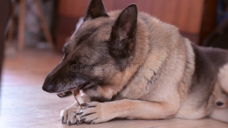 German Shepherd Dog Seen Chewing on Bone Stock Footage - Video of mouth ...