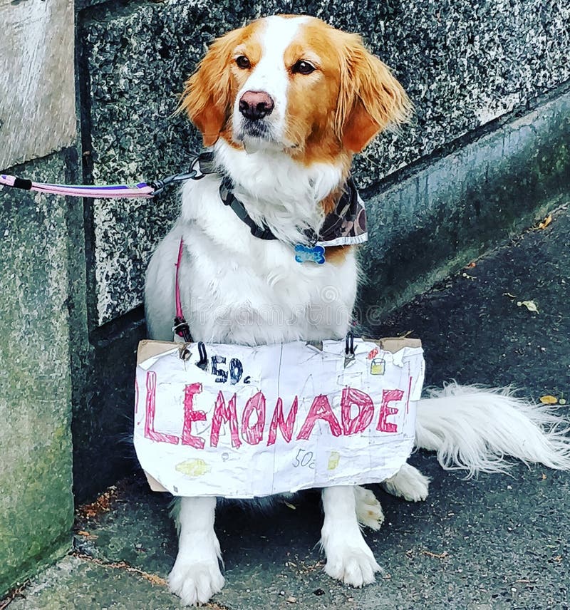 Dog Selling Lemonade 50cent Stock Image - Image of selling, 50cent ...