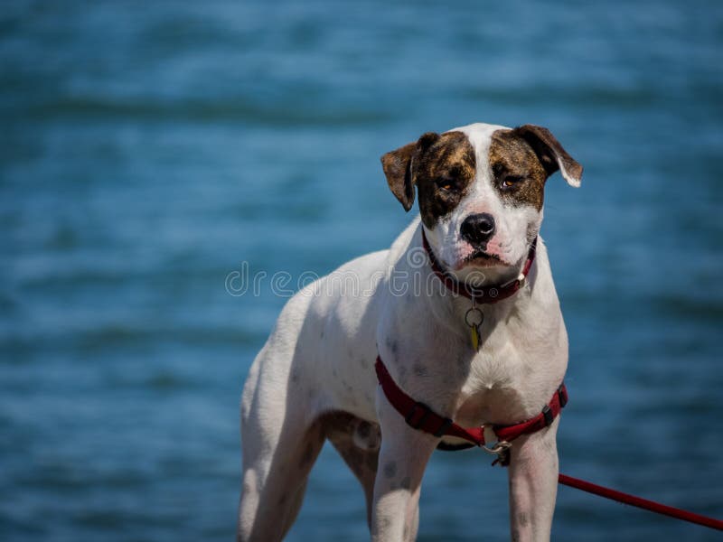A Dog with Serious Expression Stock Image - Image of beach, watch: 91028041