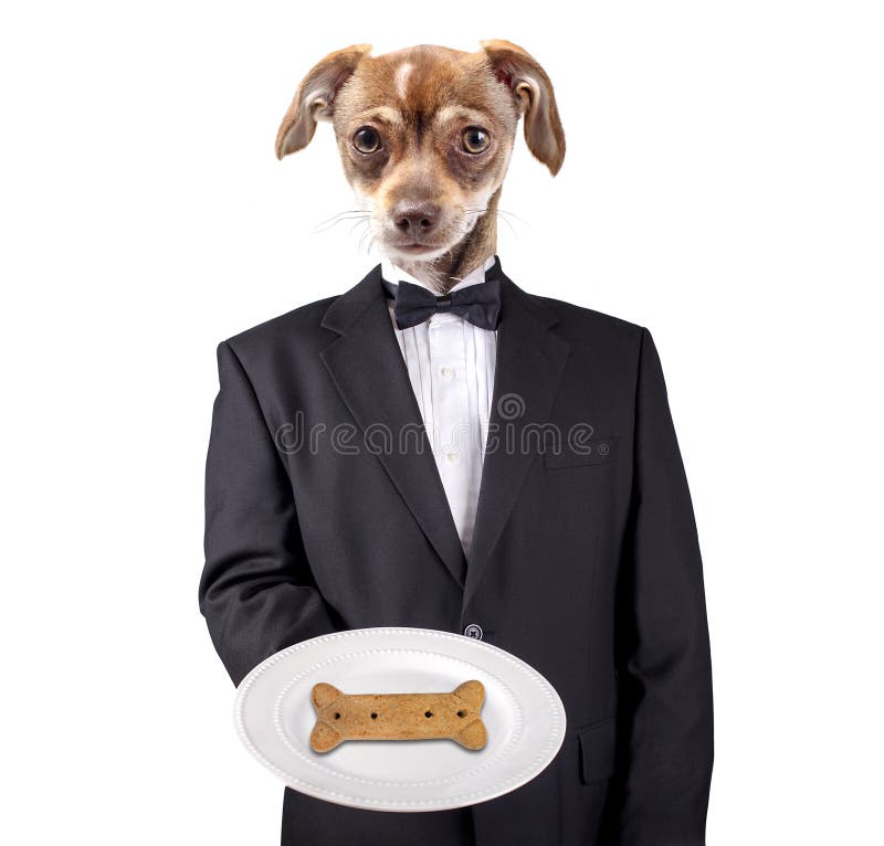 Dog Server, Butler stock photo. Image of waiter, butler - 177310246