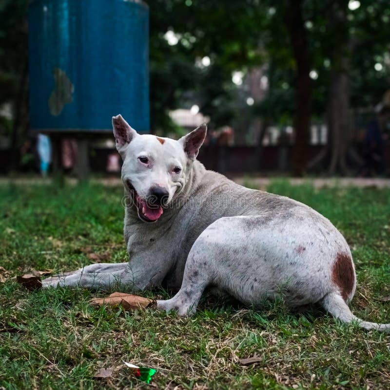 A Dog Setting in the Field and Laughing Haha Stock Image - Image of ...