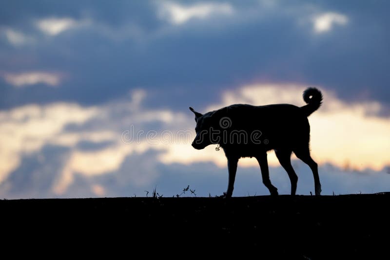 Dog in the shade stock image. Image of walking, scene - 27121629