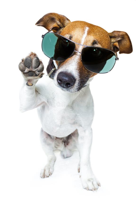 Dog in shades stock photo. Image of cheeky, enjoy, humor - 23266460