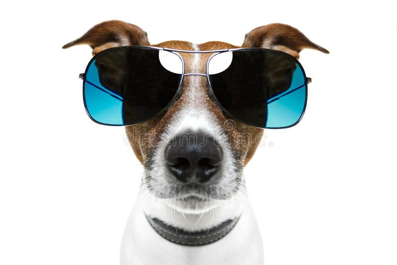 Dog in shades stock photo. Image of young, funny, isolated - 23515748