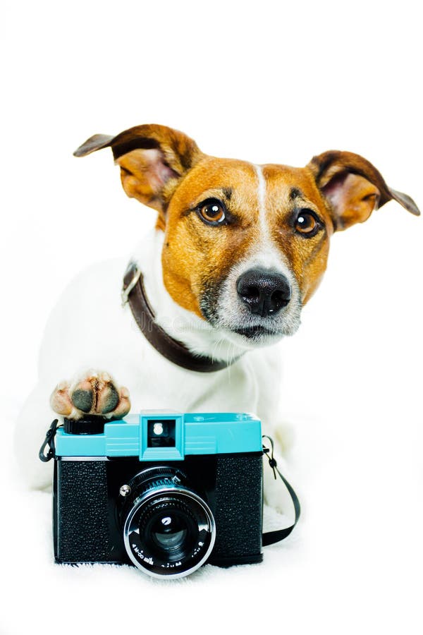 Dog with Shades and a Photo Camera Stock Image - Image of polaroid ...