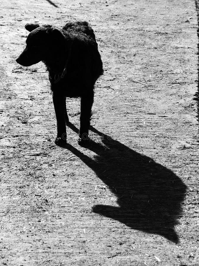 Dog shadow stock photo. Image of alert, strong, black, domestic - 418804