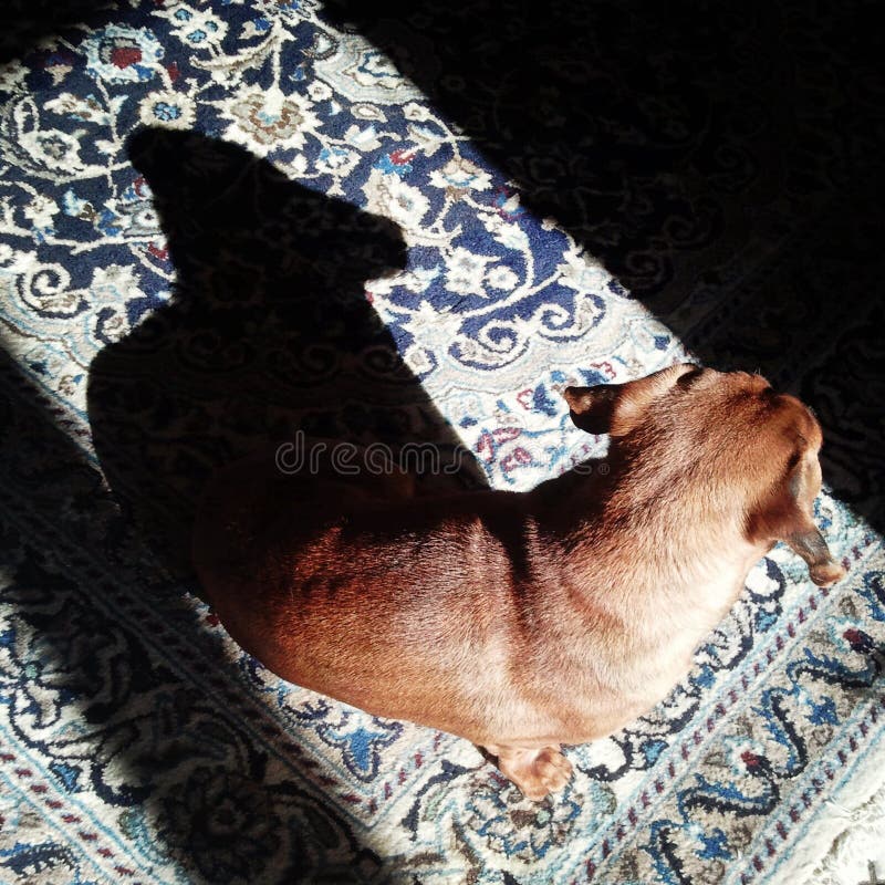 The dog and the shadow stock photo. Image of sunlight - 42605242