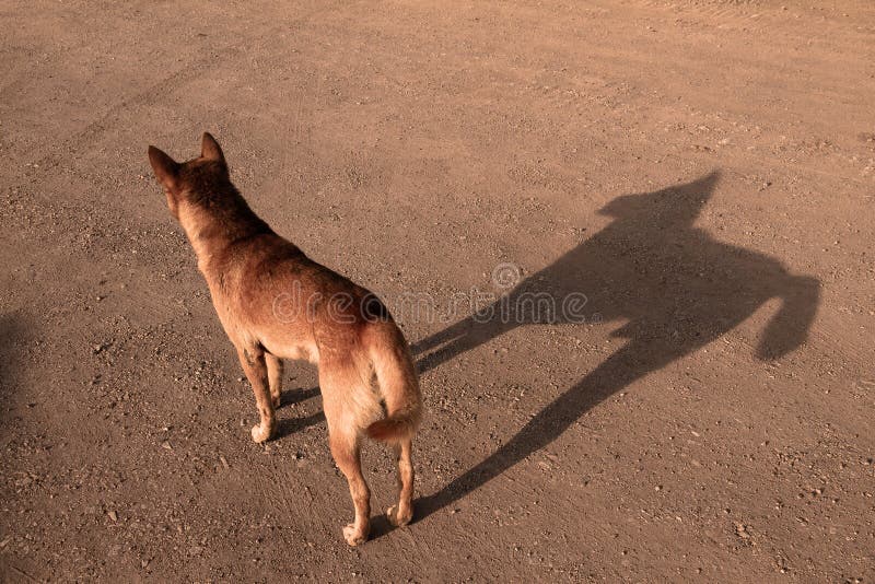 Dog shadow stock photo. Image of brown, looking, stand - 60521050