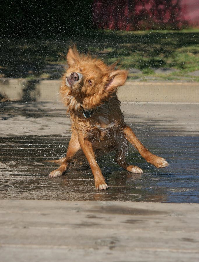 Dog Shake 4 stock photo. Image of shake, puppy, dirty - 1180034