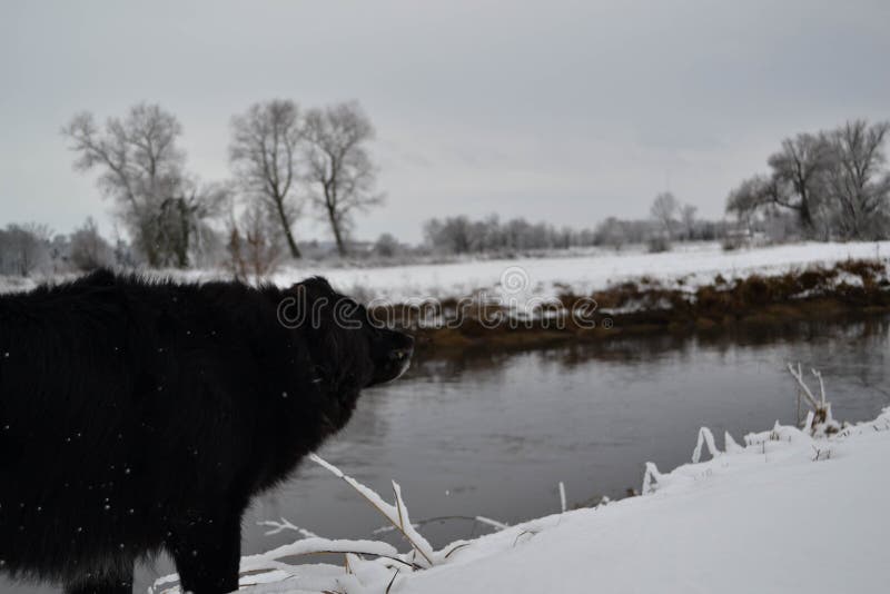 Dog shake stock image. Image of seasonal, canine, animal - 157414911