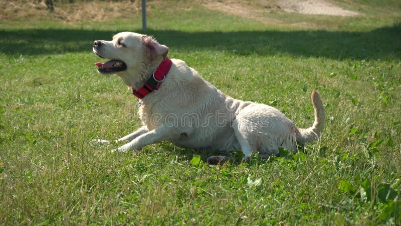 The Dog Shakes Itself Off after Bathing.the Labrador Shakes Off the ...