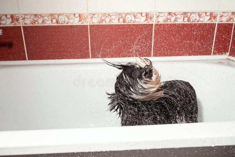 Dog Shakes Off, Schnauzer in Bathroom after Shower Stock Image - Image ...