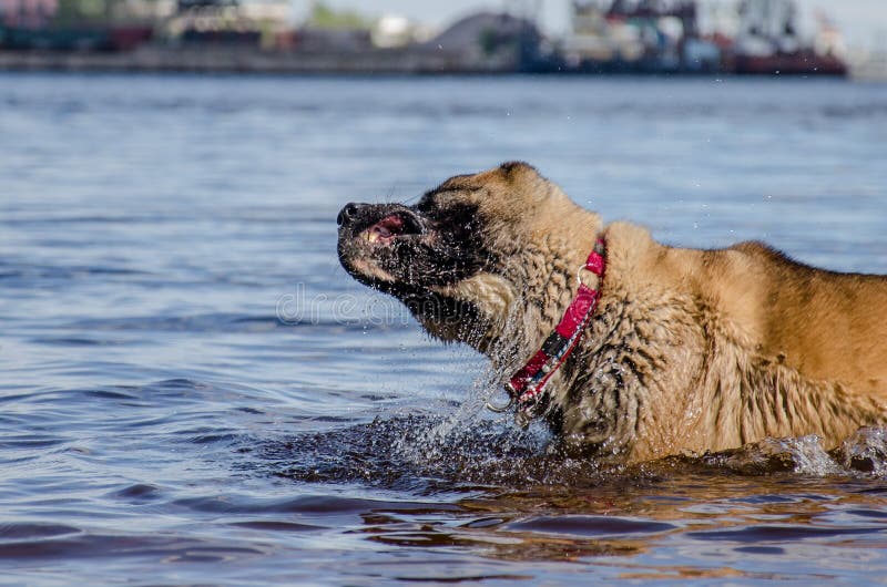 The Dog Shakes Off the Water Stock Image - Image of drops, akita: 179755223