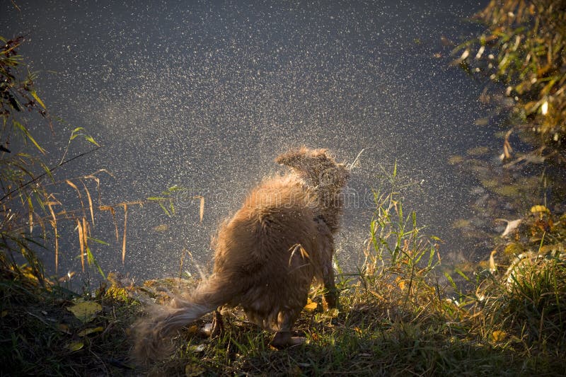 Dog shakes water off stock photo. Image of retriever - 11715910
