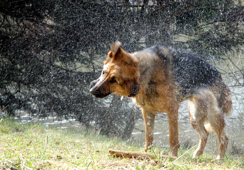Wolf Shaking Stock Photos - Free & Royalty-Free Stock Photos from ...