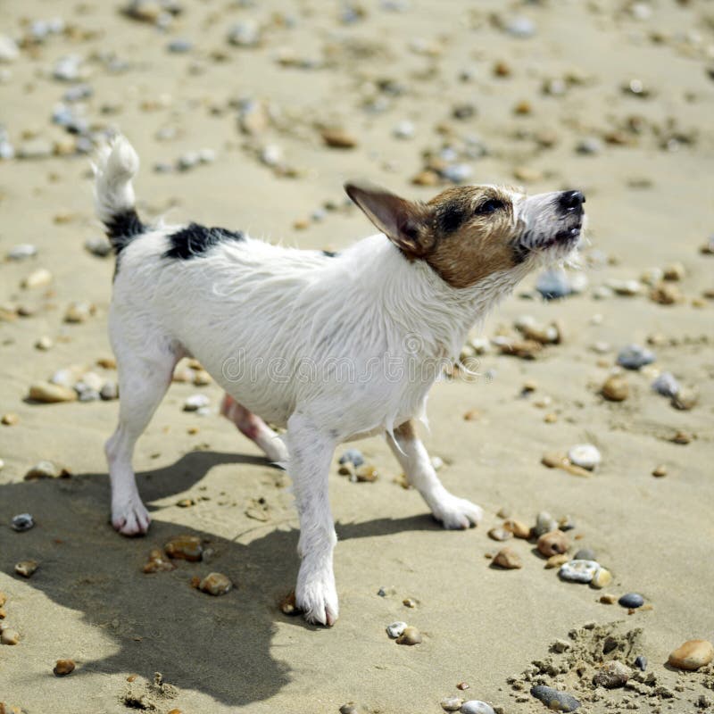 Dog Shaking Dry Its Wet Body. Conceptual Image Stock Photo - Image of ...