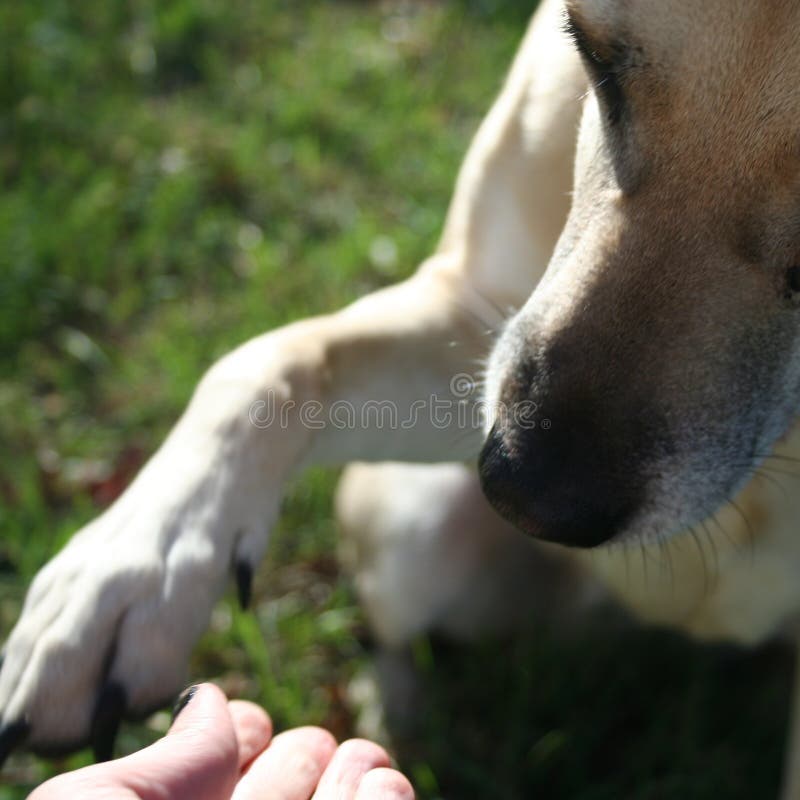 Dog Shaking Hand stock image. Image of grass, shaking - 93646563