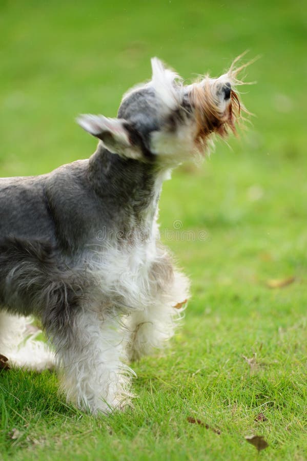 Dog shaking head stock image. Image of gray, grey, cute - 10512499