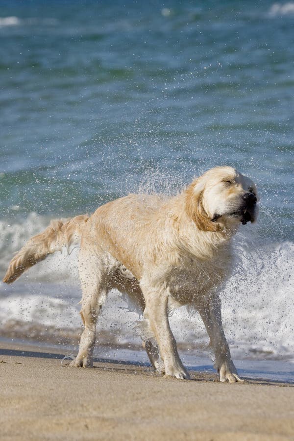 Dog Shake Picture. Image: 1175306