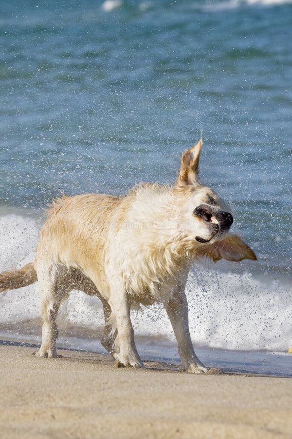 Dog Shake Picture. Image: 1175306