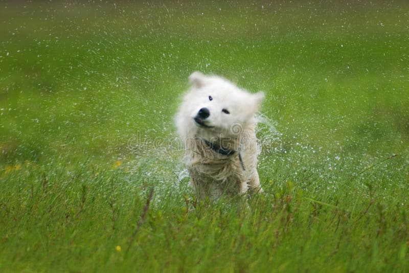 Dog shaking off stock image. Image of breed, dogs, outside - 1536679