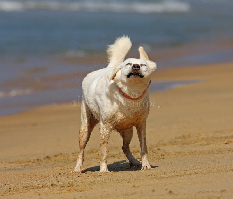 Dog shaking off stock photo. Image of drying, motion, foam - 6390644