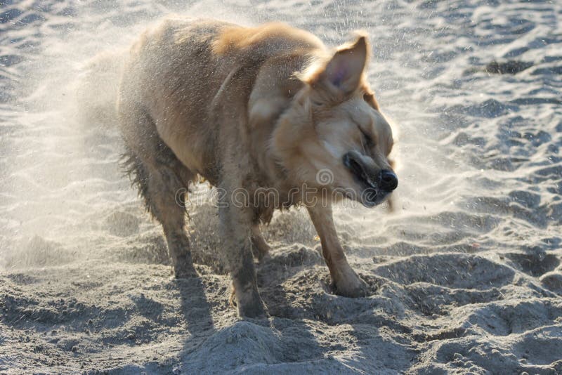 Dog shaking off sand stock image. Image of quick, sandstorm - 46676229