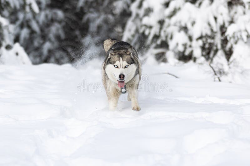 Dog Shaking Off Snow. Funny Husky in Winter Stock Image - Image of ...