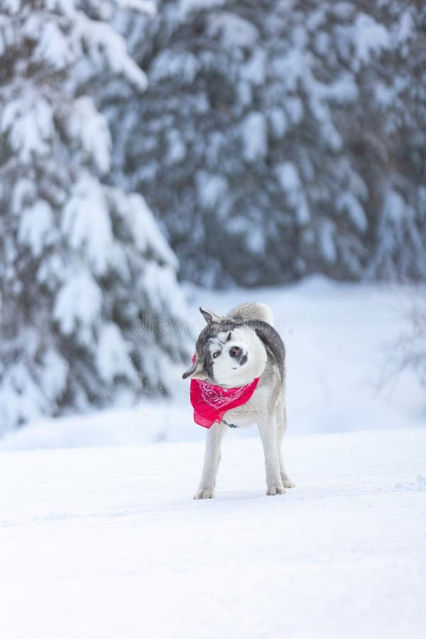 Dog Shaking Off Snow. Funny Husky in Winter Stock Photo - Image of ...