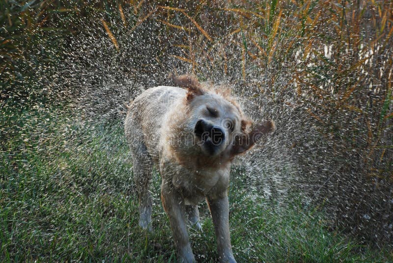 How Do Dogs Shake Off Water