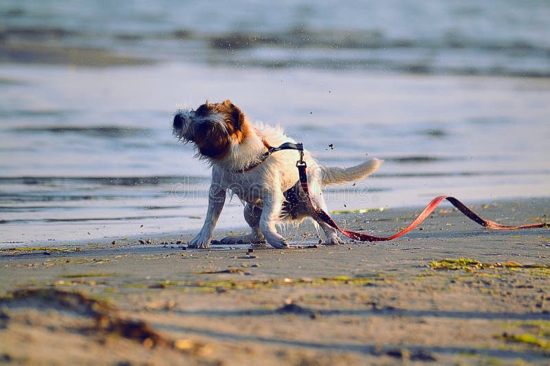 Dog shaking stock photo. Image of domestical, breed, russell - 61950346