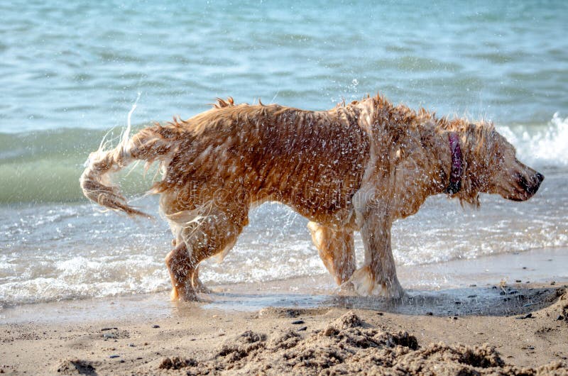 Dog shaking off water stock image. Image of splatter - 97990053