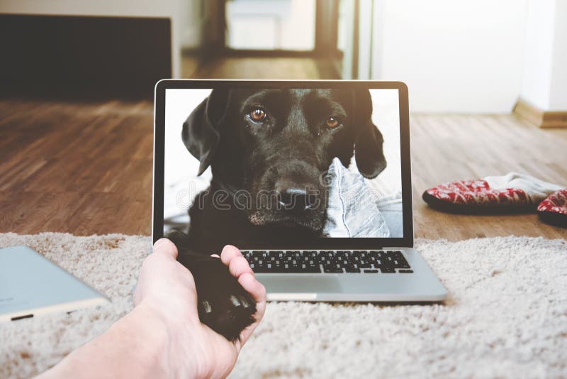 Dog Shaking Paw Through Computer Screen Stock Photo - Image of shake ...