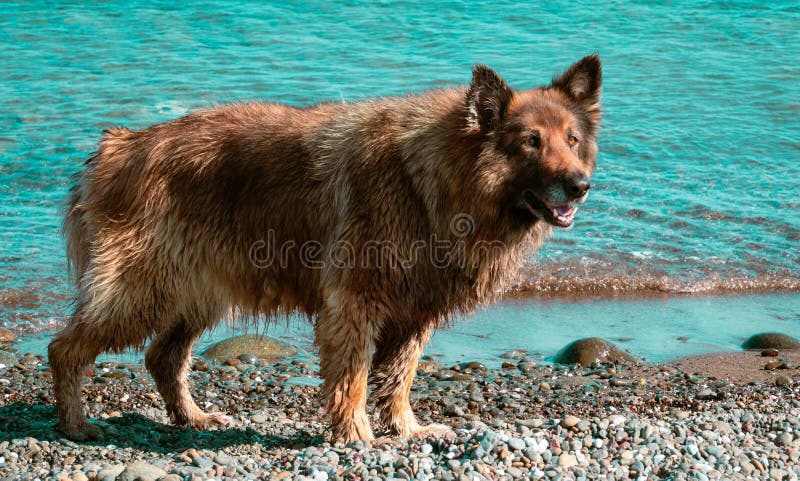 Dog Shaking. Wet Dog Shaking Itself after Cooling in the Sea. Motion ...