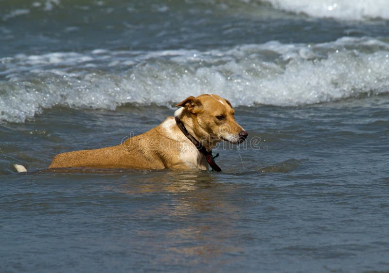 Dog in Shallow Waves stock image. Image of waves, vacation - 22437219