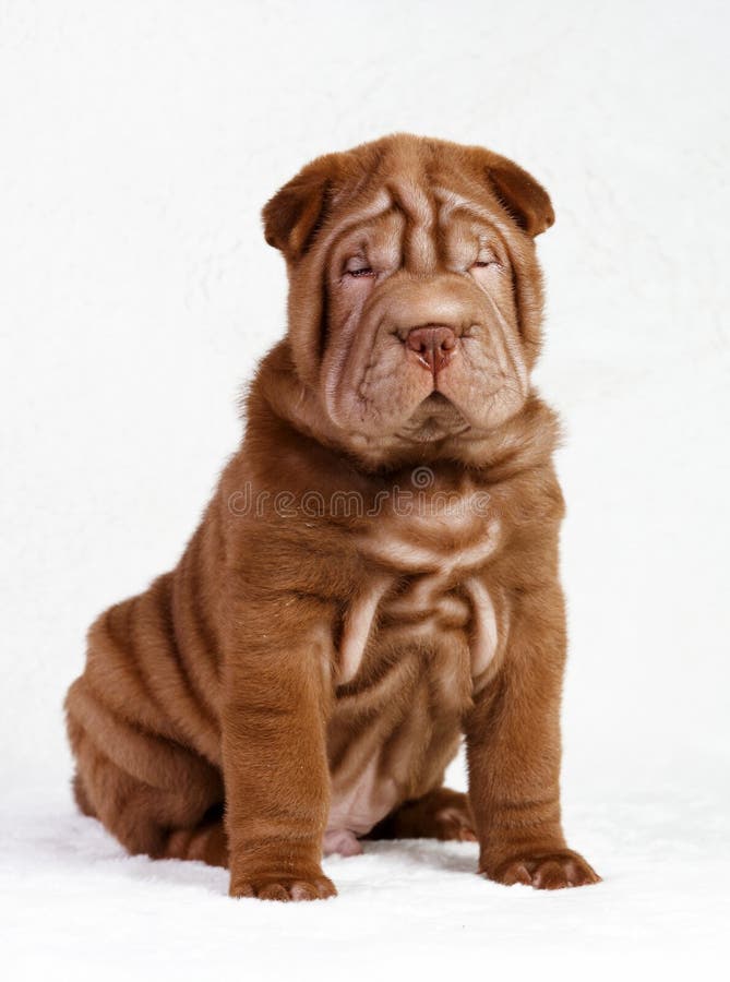 Dog shar pei puppy stock photo. Image of canine, happy - 96165630